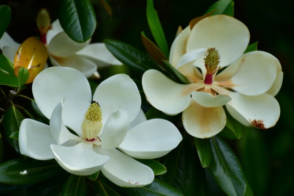 15 Types of Magnolia Trees Every DIY Landscaper Should Know