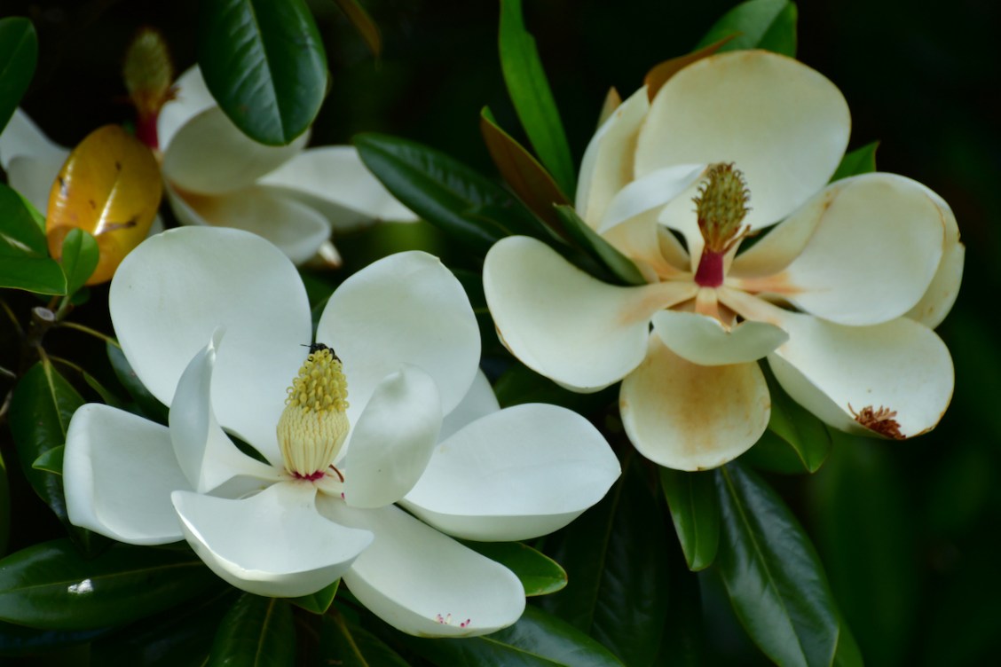 15 Types of Magnolia Trees Every DIY Landscaper Should Know