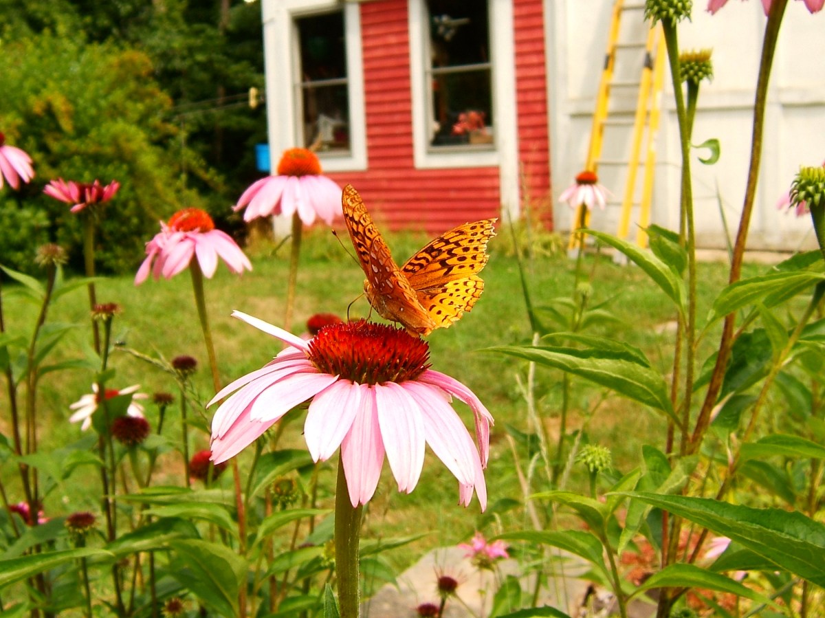 New Study Explains Critical Factors for Pollinator Gardens