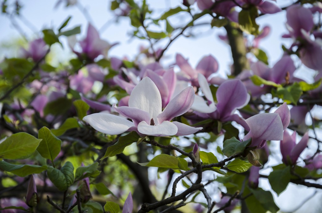 15 Types of Magnolia Trees Every DIY Landscaper Should Know