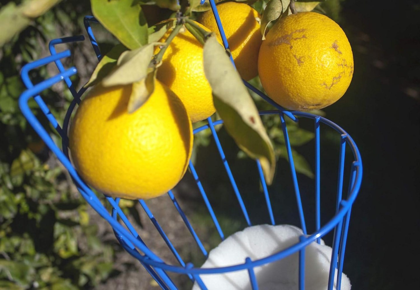 The Best Harvesting Tools for This Year's Garden Bounty