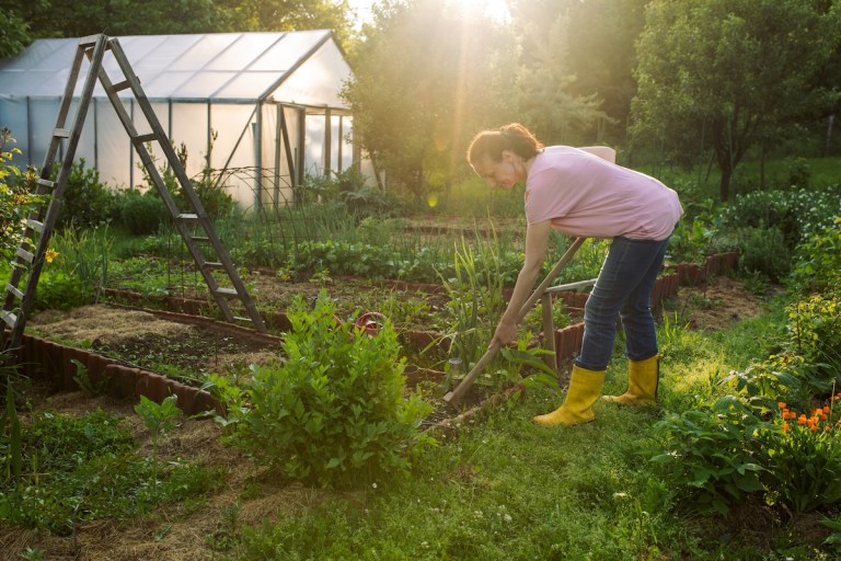 How to Apply Manure to Vegetable Gardens in Fall