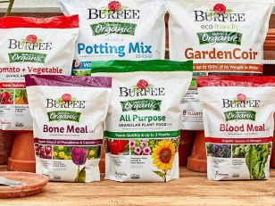 The Best Potting Soil for Indoor Plants