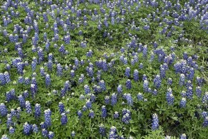 Lupine Plant Care: How to Grow Bluebonnets and Other Lupine Flowers
