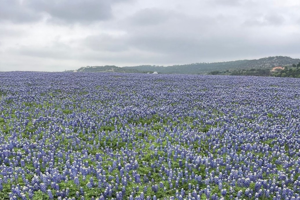 Lupine Plant Care: How to Grow Bluebonnets and Other Lupine Flowers