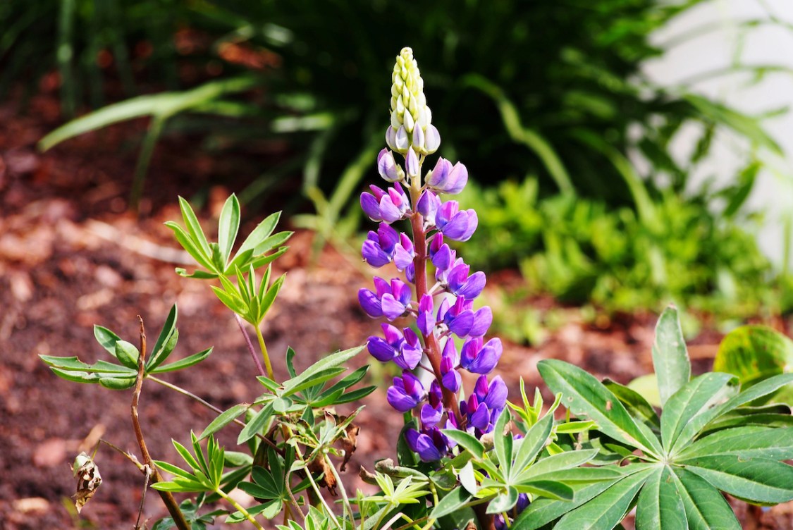 Lupine Plant Care: How to Grow Bluebonnets and Other Lupine Flowers