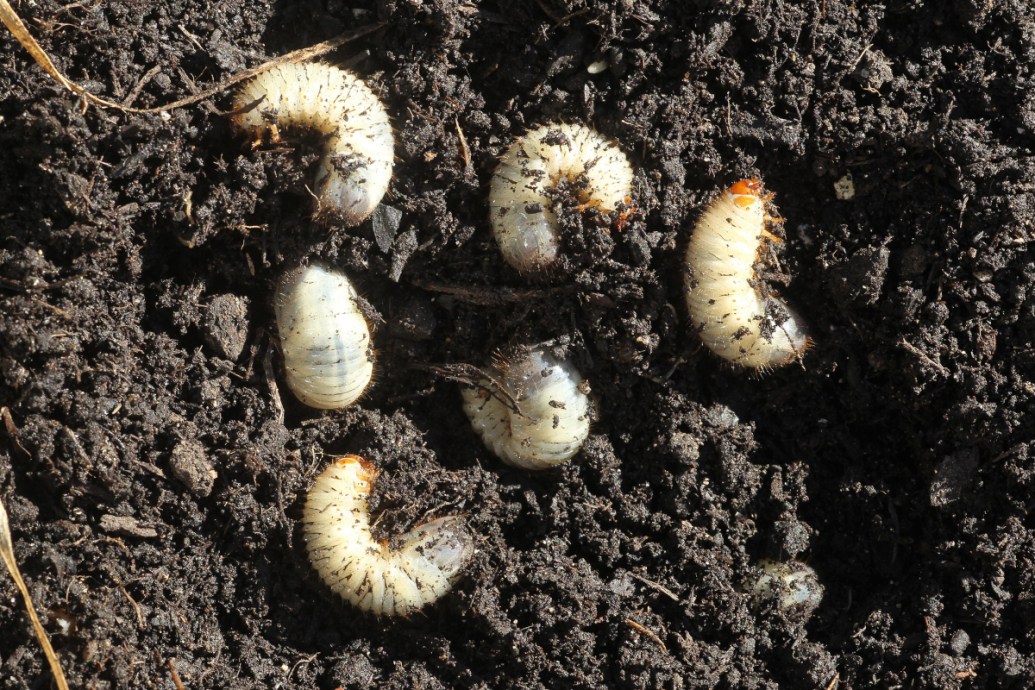 When to Apply Grub Control—and Why You Might Be Able to Skip It Entirely