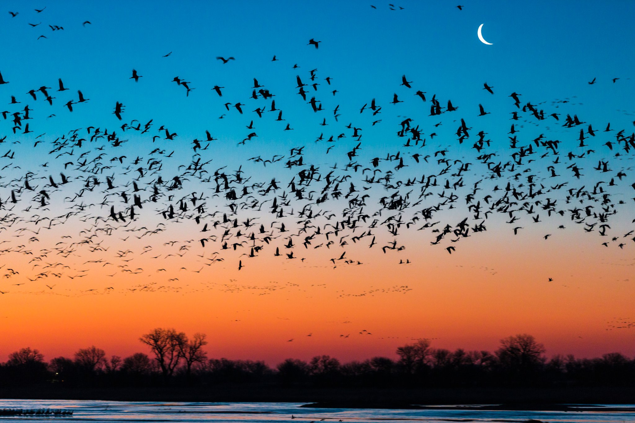 Is Your Yard a Threat to Migrating Birds? - Bob Vila