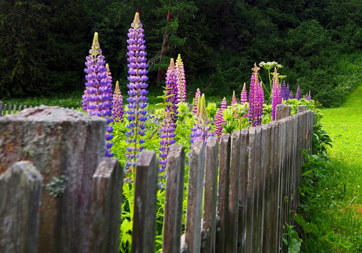 Lupine Plant Care: How to Grow Bluebonnets and Other Lupine Flowers