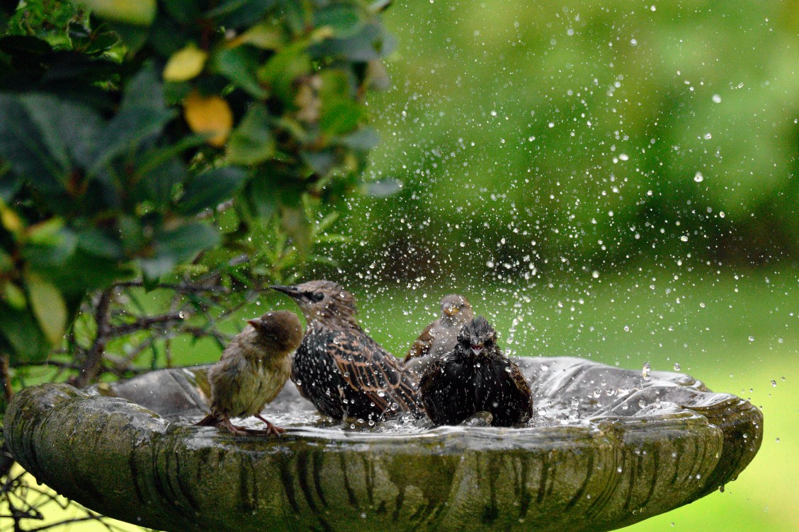 Is Your Yard a Threat to Migrating Birds? - Bob Vila