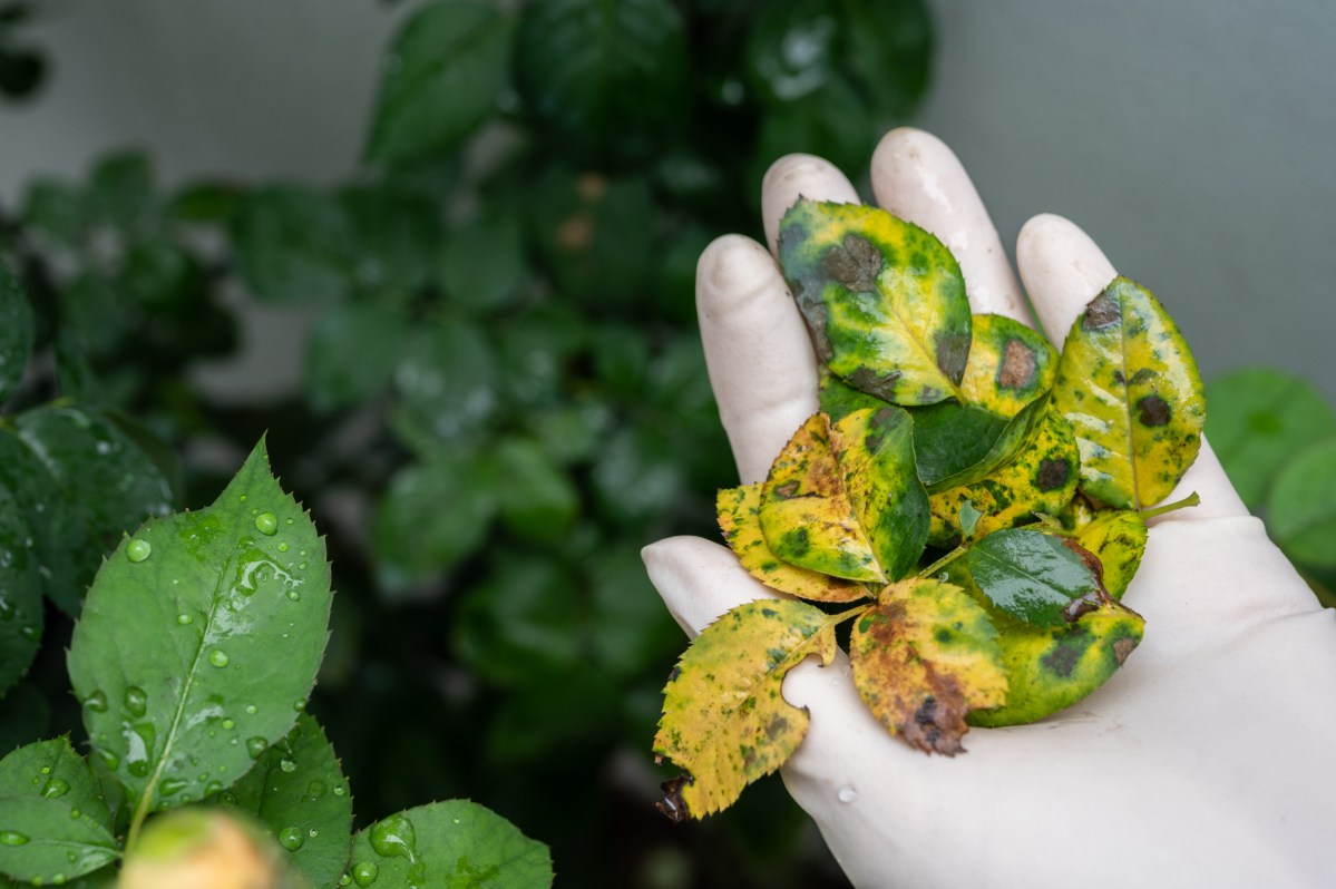 Should You Leave the Leaves on Your Lawn This Fall?