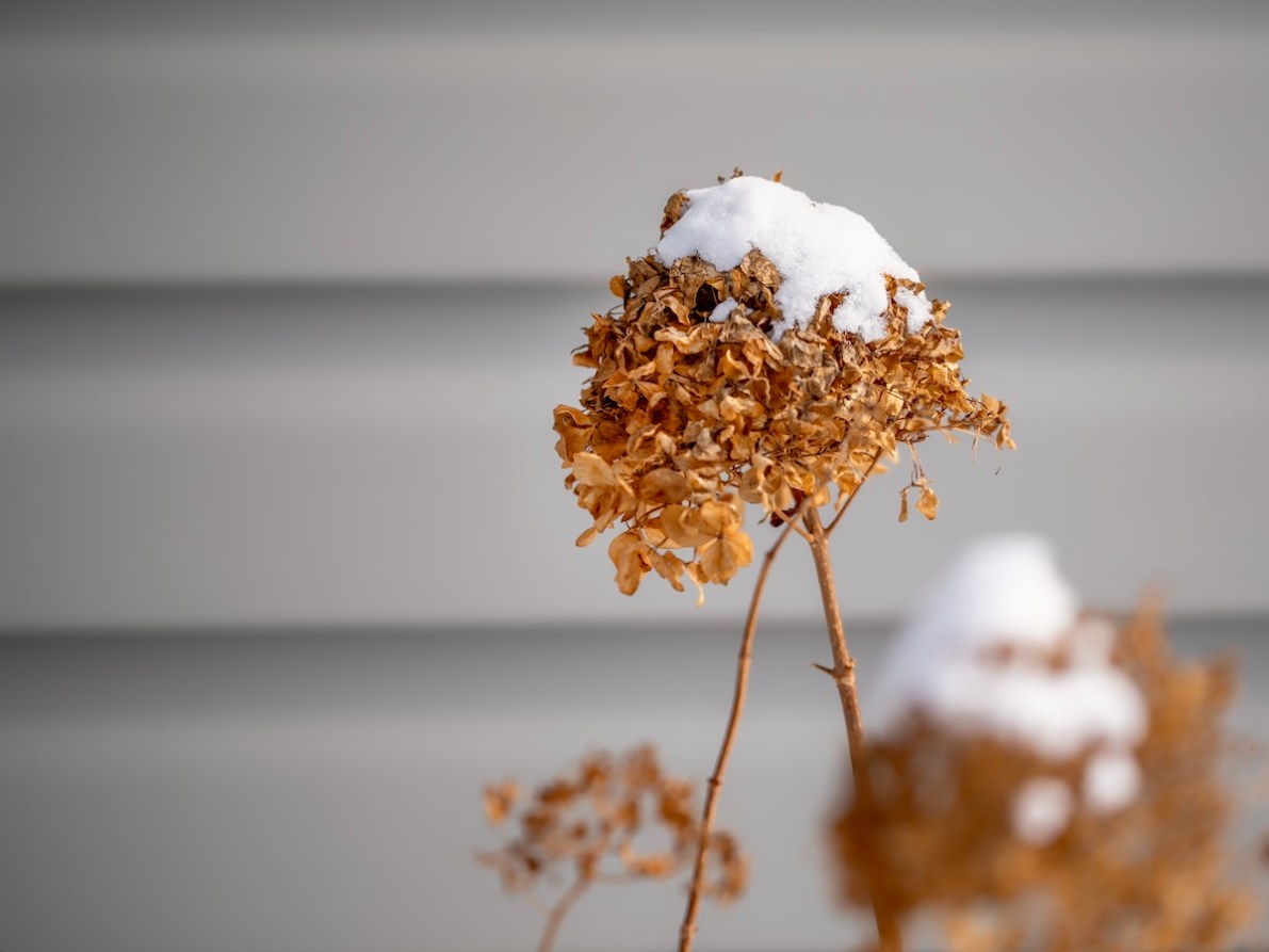 How to Protect Hydrangeas in Winter