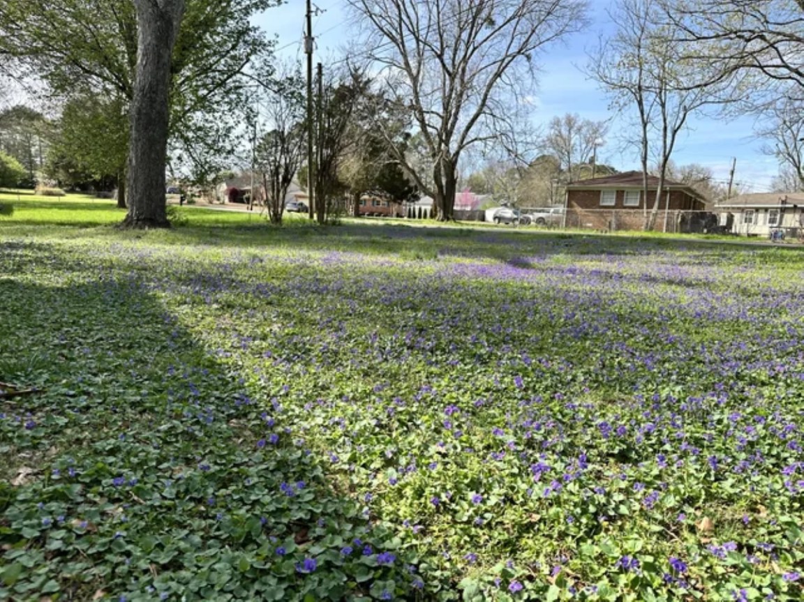 These Homeowners Killed Their Lawns for Native Plants
