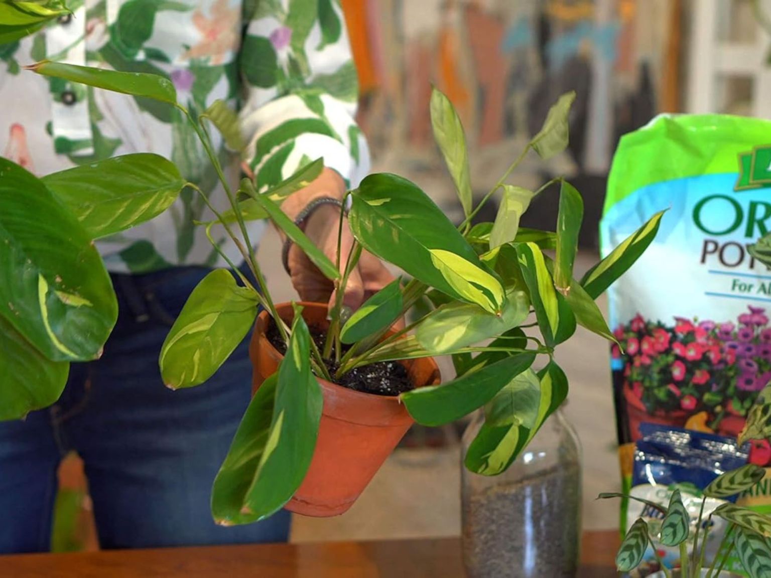 The Best Potting Soil for Indoor Plants for 2024