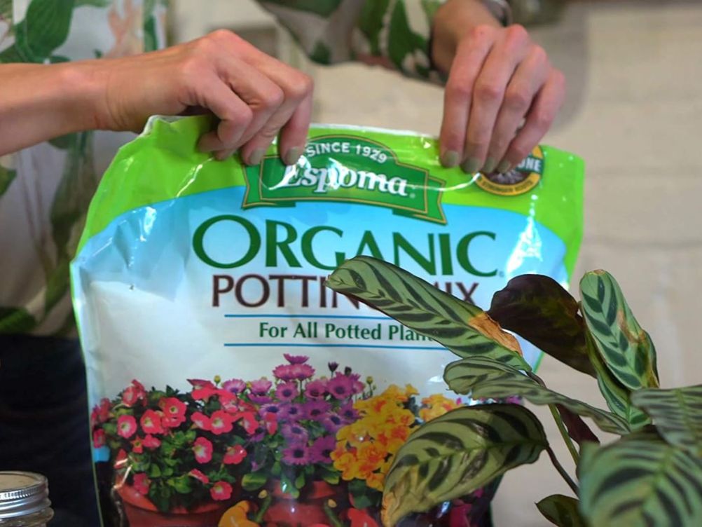 The Best Potting Soil for Indoor Plants