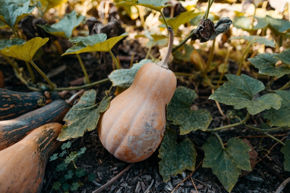 When to Harvest Butternut Squash for the Best Flavor - Bob Vila