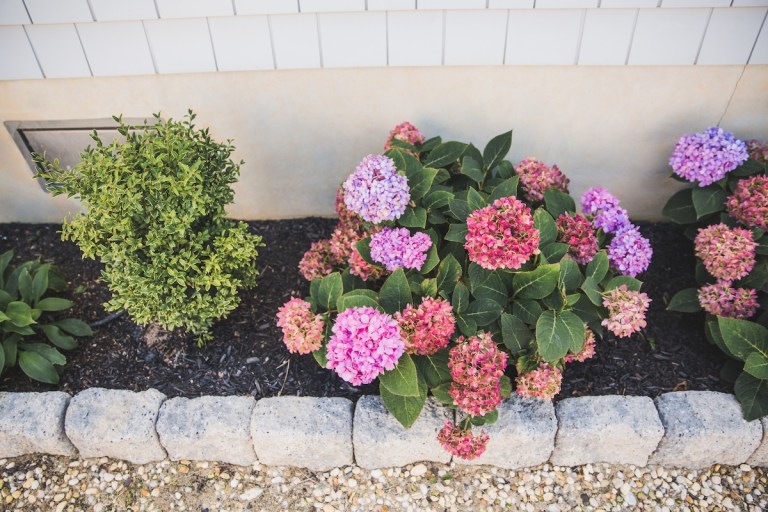 How to Protect Hydrangeas in Winter