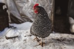 How to Keep Chickens Warm in the Winter