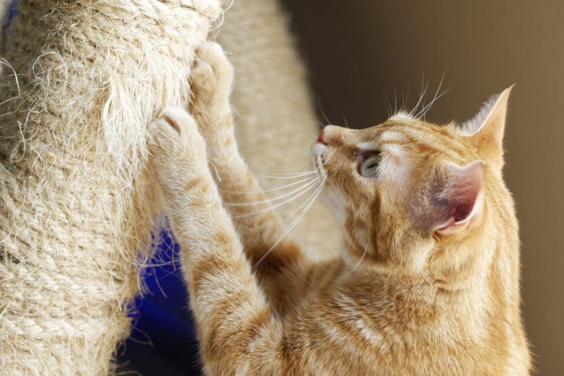 How to Stop Your Cat From Scratching Furniture