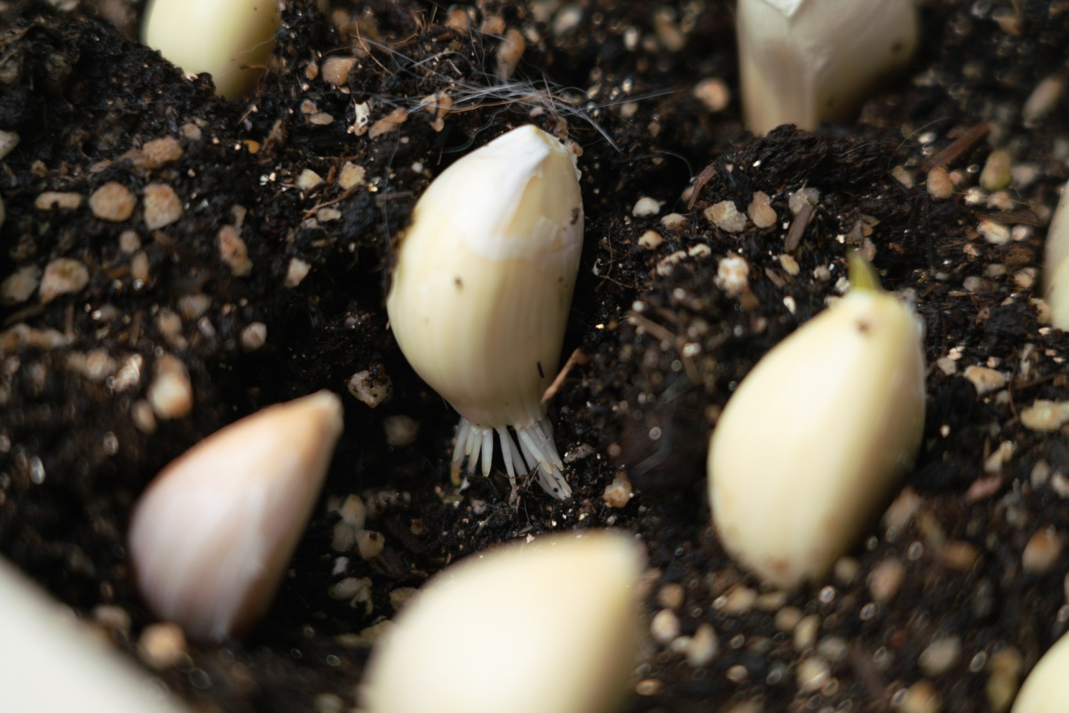 How to Grow Garlic Indoors—Yes, It's Possible