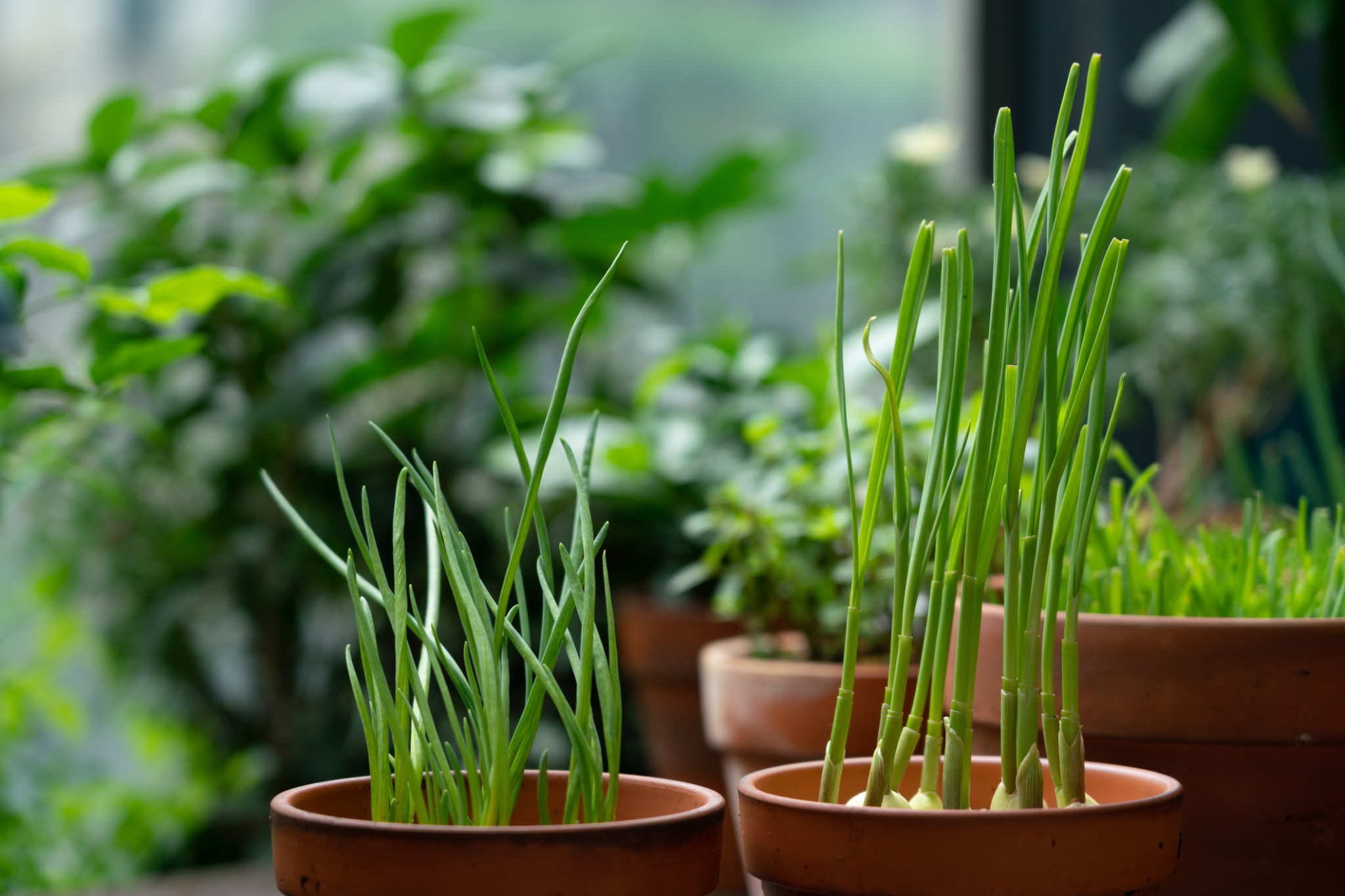 How to Grow Garlic Indoors—Yes, It's Possible