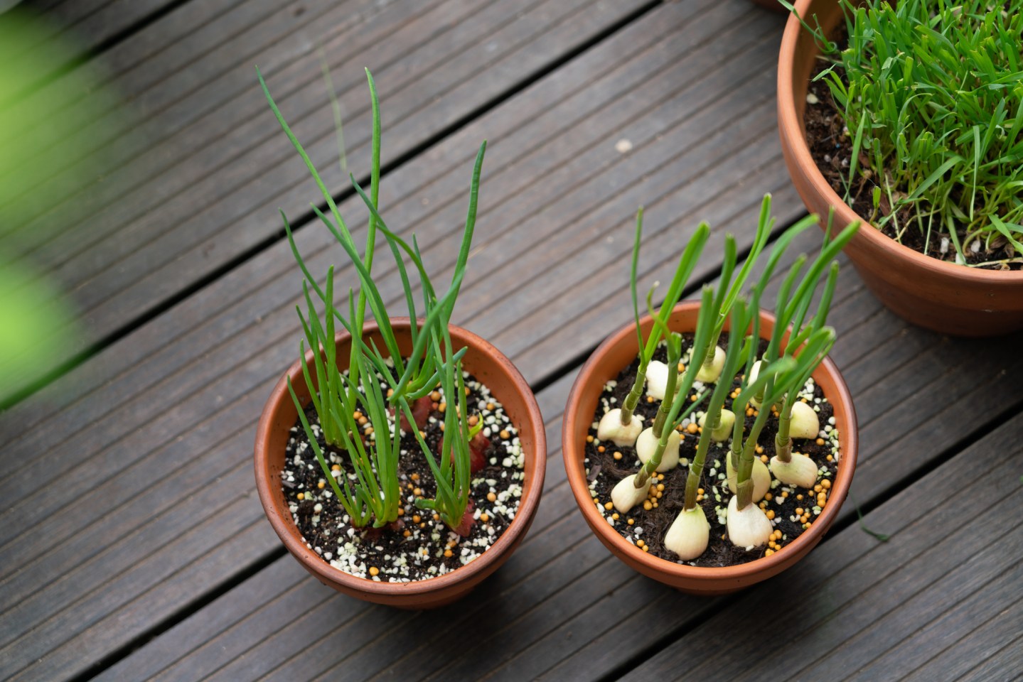 How to Grow Garlic Indoors—Yes, It's Possible