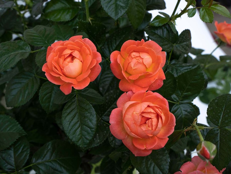 Our Favorite New Plants of 2024 and Why We Love Them
