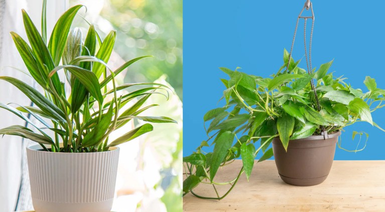 Our Favorite New Plants of 2024 and Why We Love Them