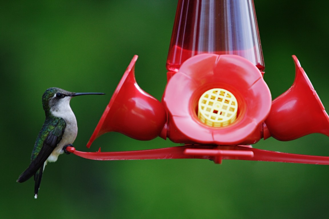 7 Mistakes You Might Be Making With Your Bird Feeders