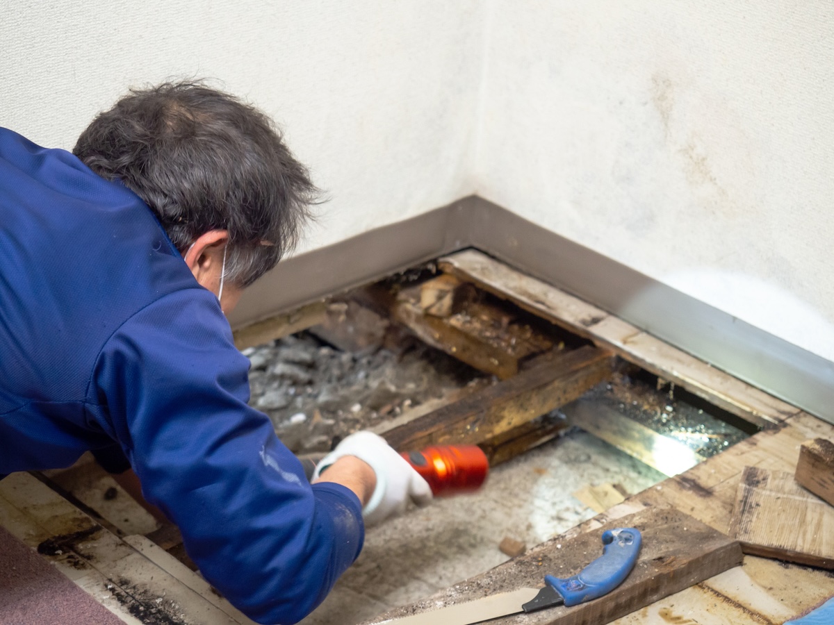 How to Identify Old and New Mold Stains by Color, Texture, Odor, and More