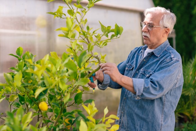 How to Prune a Lemon Tree the Right Way