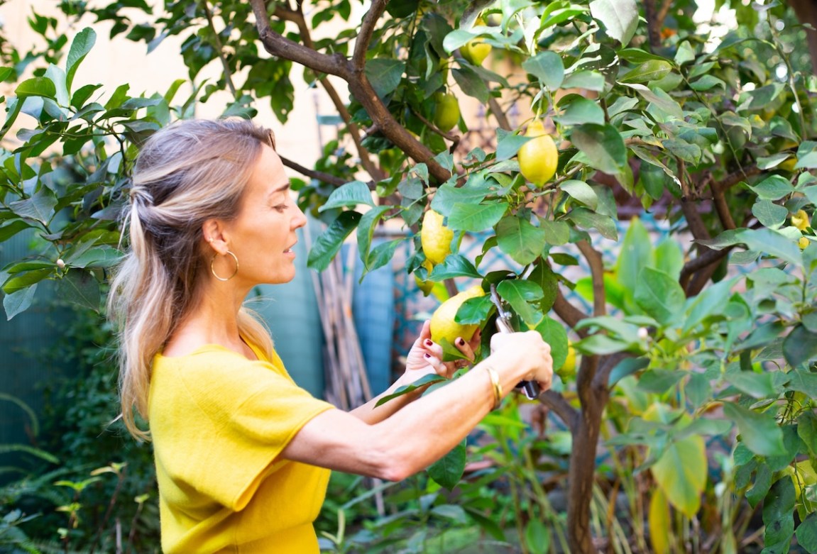 How to Prune a Lemon Tree the Right Way