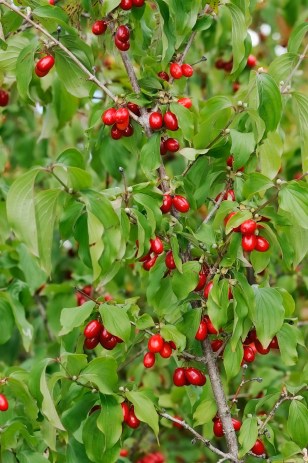 10 Types of Dogwood Trees Every DIY Landscaper Should Know