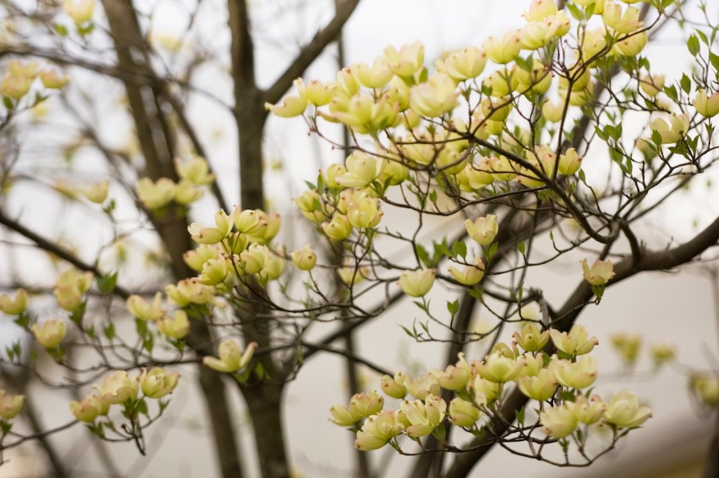 10 Types of Dogwood Trees Every DIY Landscaper Should Know