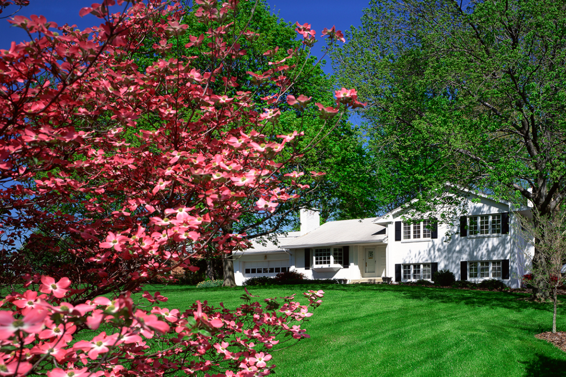 10 Types of Dogwood Trees Every DIY Landscaper Should Know