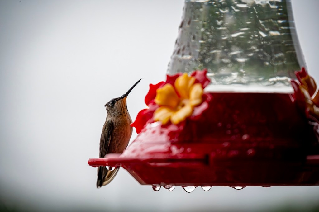 This Is the Best Time to Put Out Hummingbird Feeders Where You Live