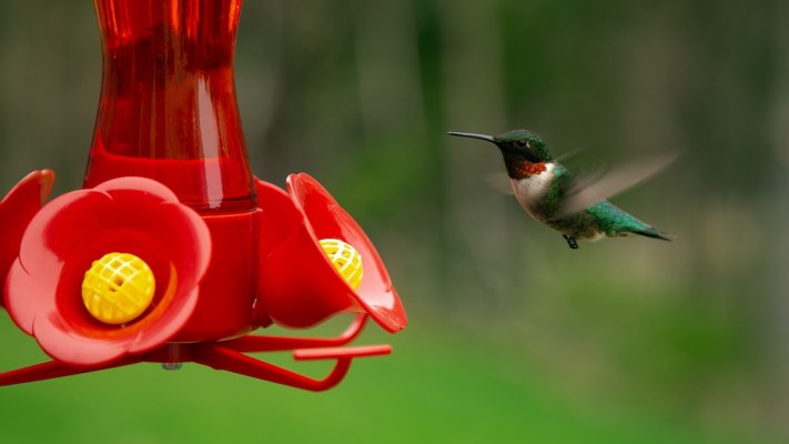 This Is the Best Time to Put Out Hummingbird Feeders Where You Live