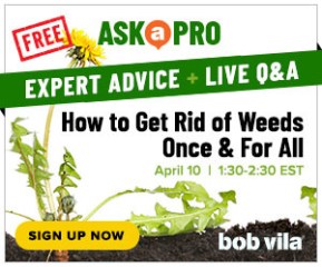 How to Get Rid of Iguanas Humanely and Safely