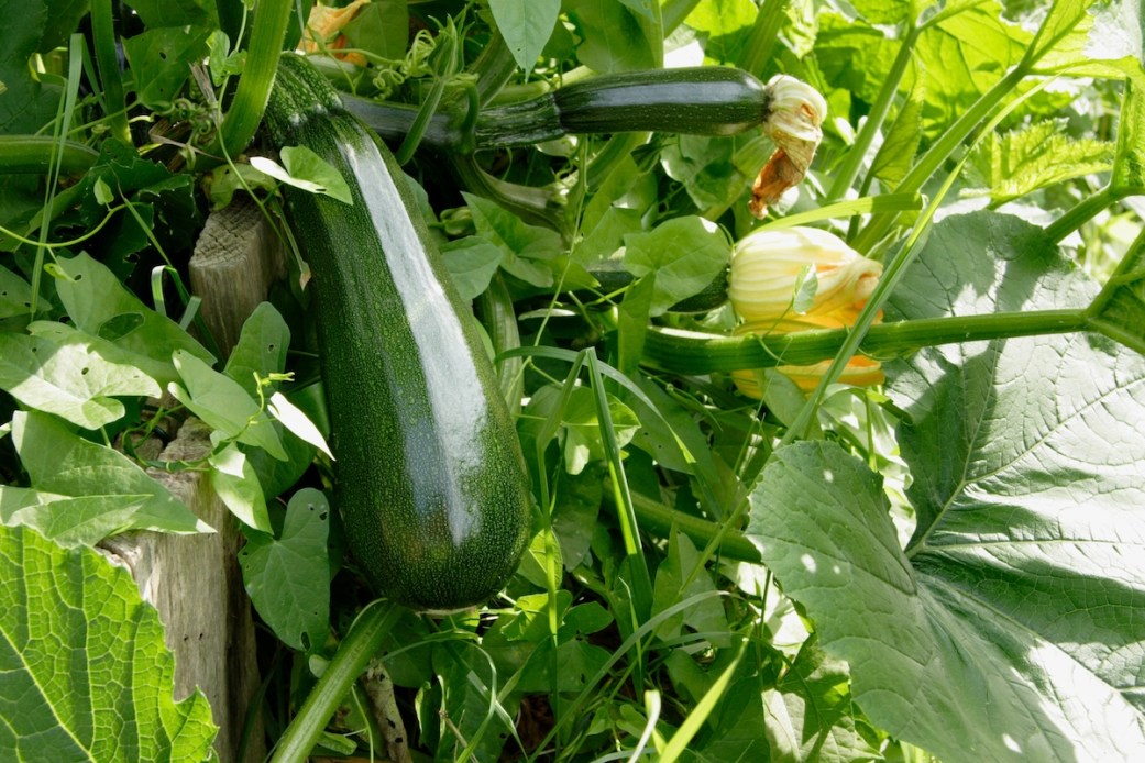 11 Drought-Tolerant Vegetables to Grow in Your Garden This Summer