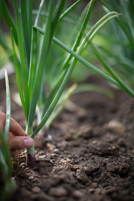 How to Grow Green Onions in Your Home Garden