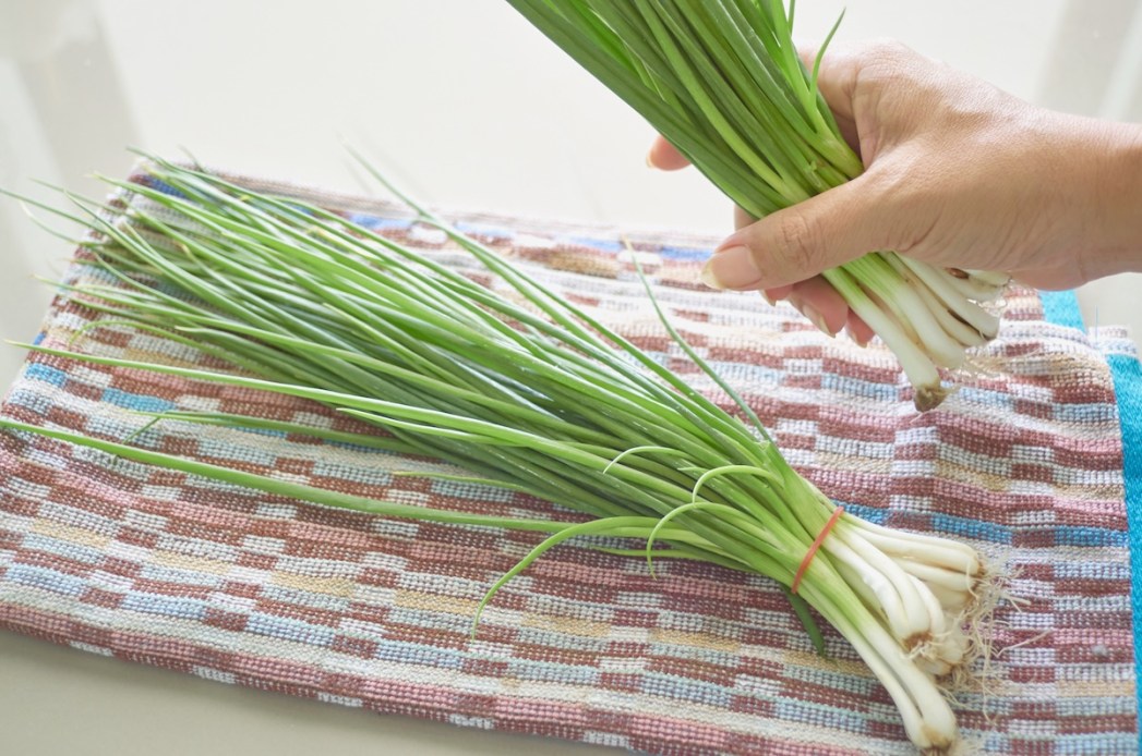 How to Grow Green Onions in Your Home Garden