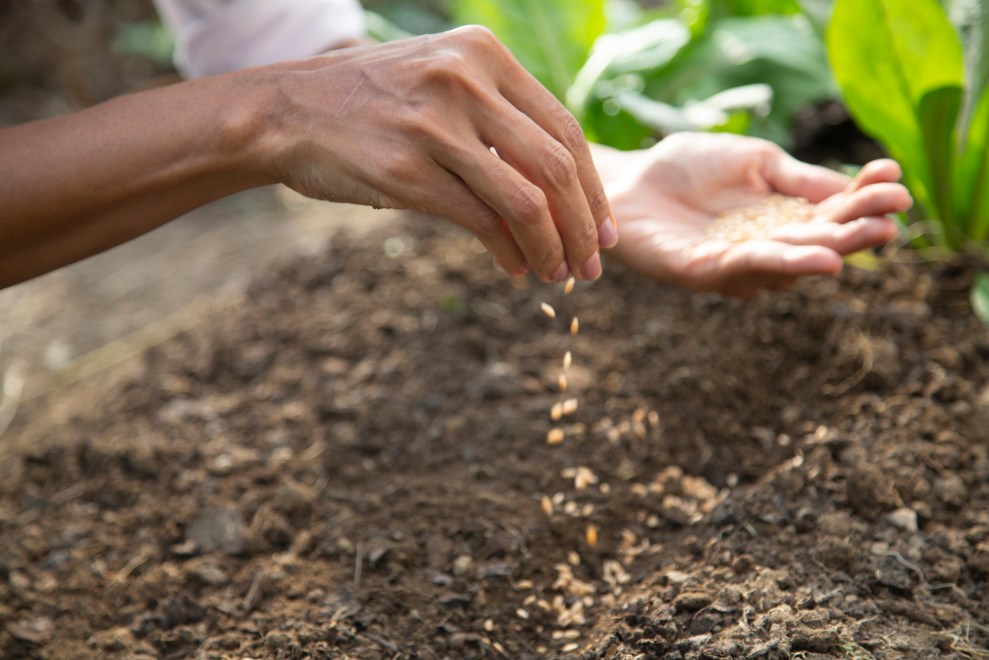 5 Cheap Seed-Spacing Tricks Every Home Gardener Should Know