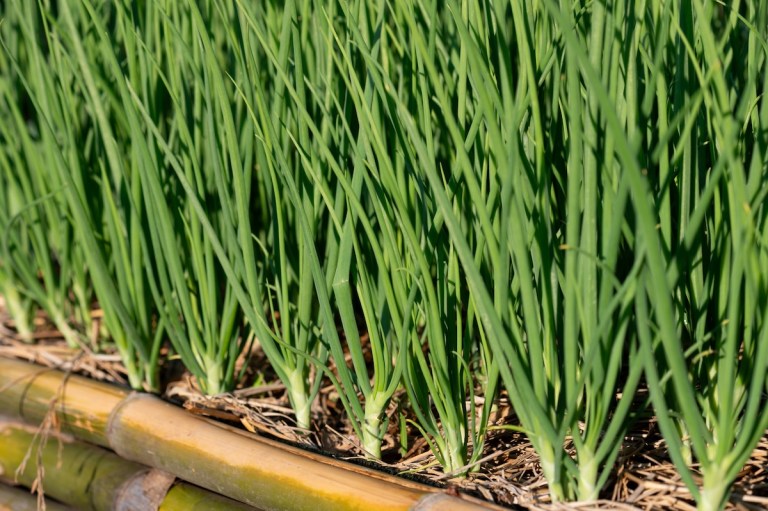 How to Grow Green Onions in Your Home Garden