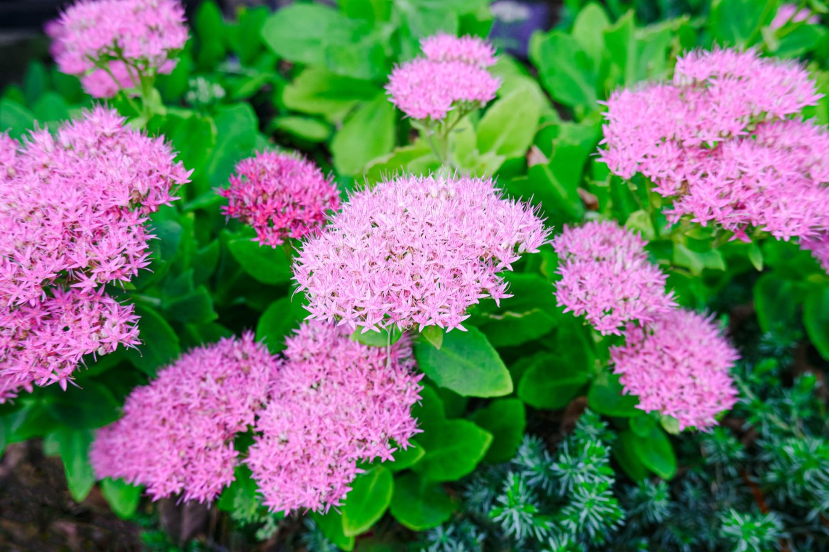 7 Plants You Should Divide in Spring to Fill Out Your Home Landscape