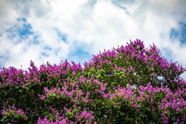 13 Drought-Tolerant Trees to Consider Planting in Your Yard