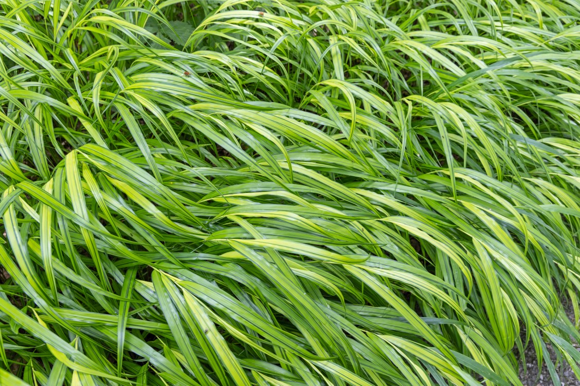 7 of the Longest Living Plants for Your Home Landscape