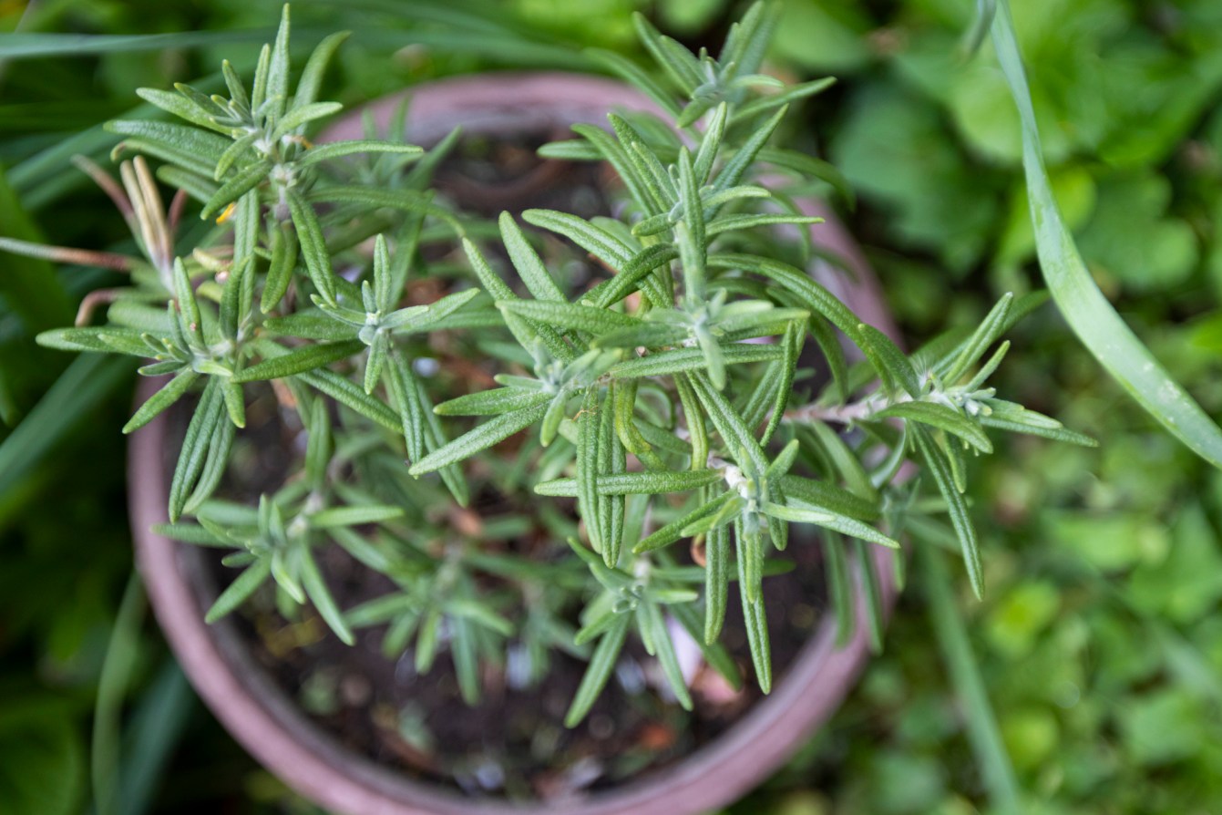 5 Plants That Repel Ticks and Keep Them Away