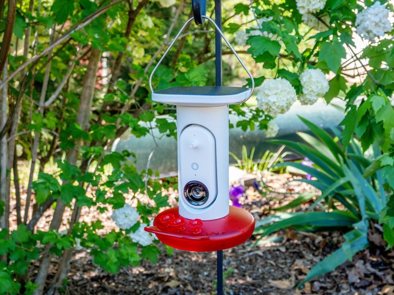 Is It Worth It?: A Bird Buddy Hum Feeder Camera Review