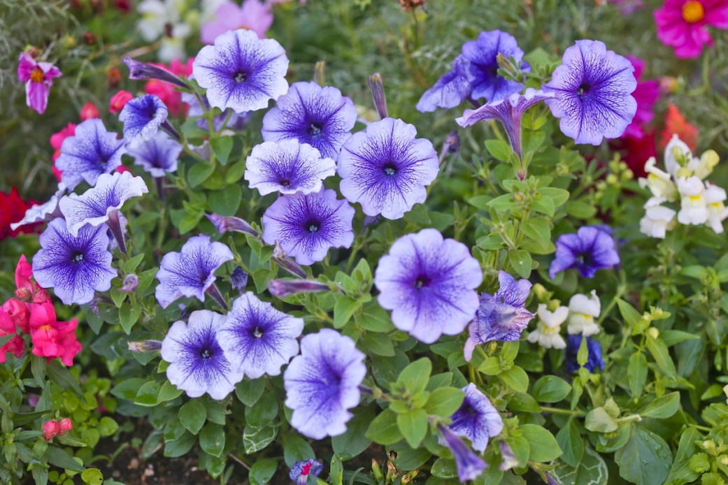 11 of the Best Flowering Plants for Pots