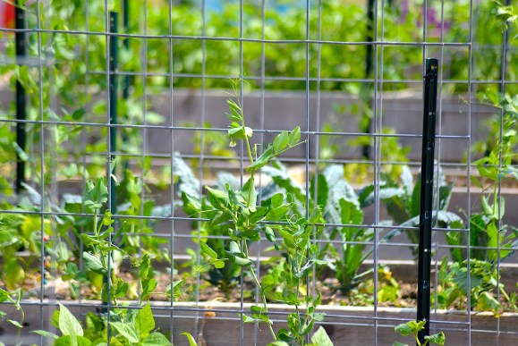 Cattle Panel Trellis: How to Build This Trendy Garden Accessory